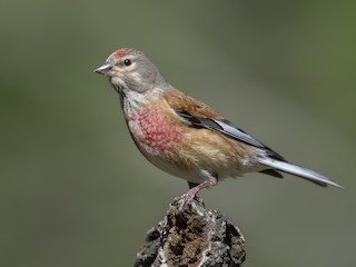 Eurasian Linnet - Linaria cannabina - Birds of the World