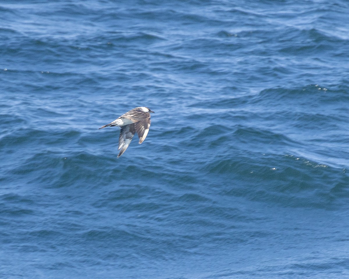 eBird Checklist - 15 Jan 2020 - Offshore SW Cook 1 - 5 species