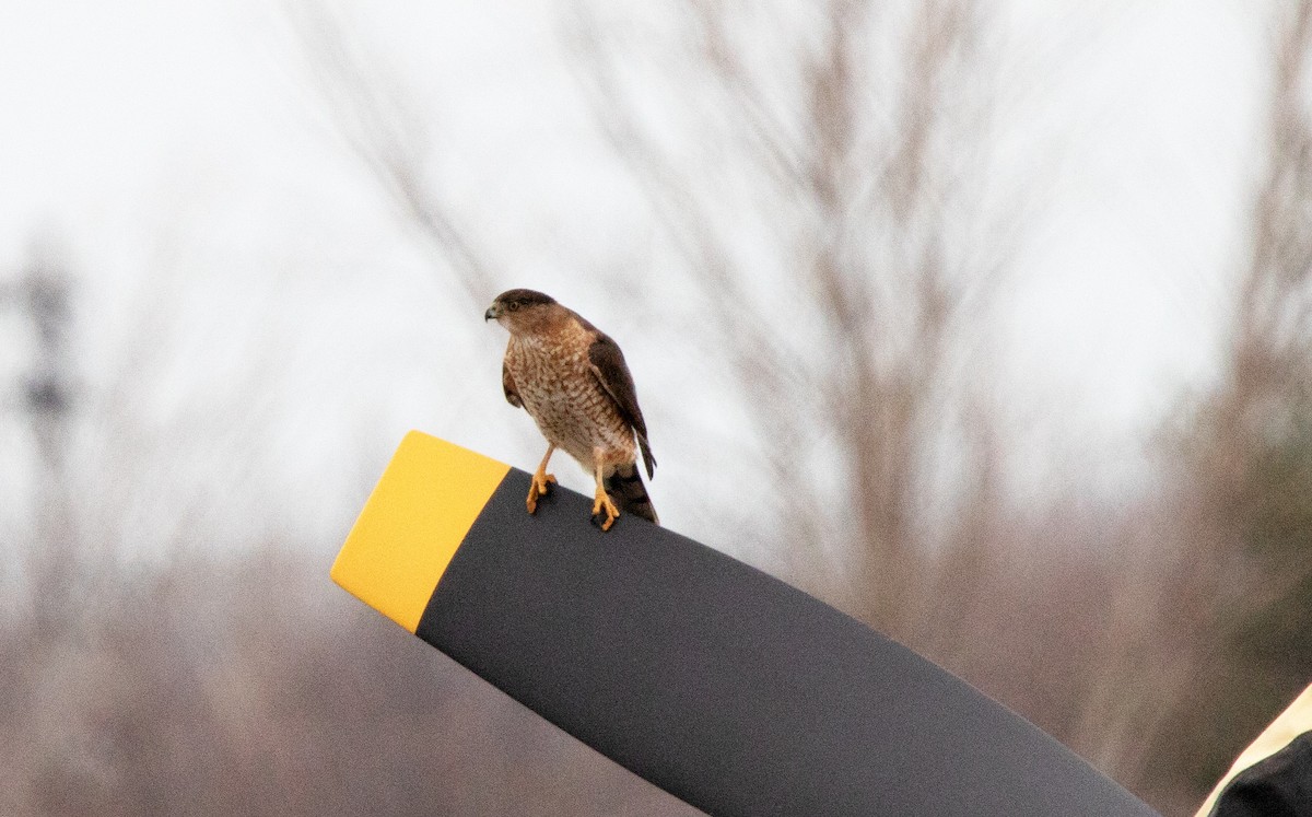 eBird Checklist - 14 Jan 2020 - Dunkirk Airport (DKK) - 1 species