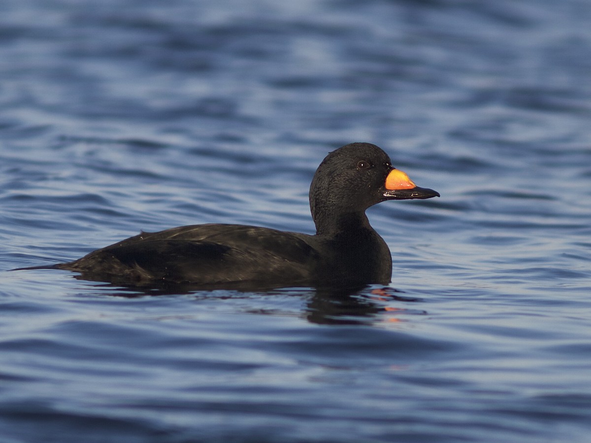 Black Scoter - Melanitta americana - Birds of the World