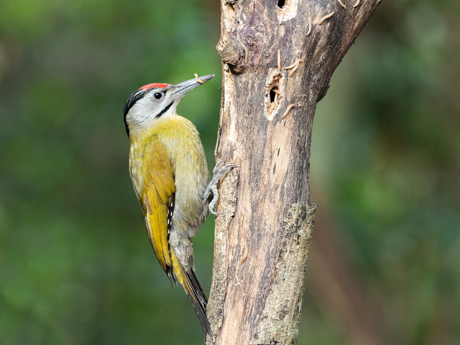 Grey-headed Woodpecker (Black-naped) - eBird