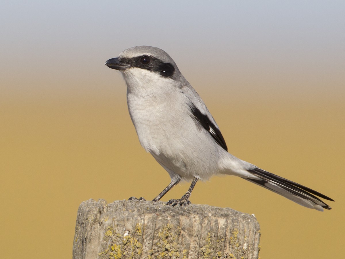 Loggerhead Shrike - Lanius ludovicianus - Birds of the World