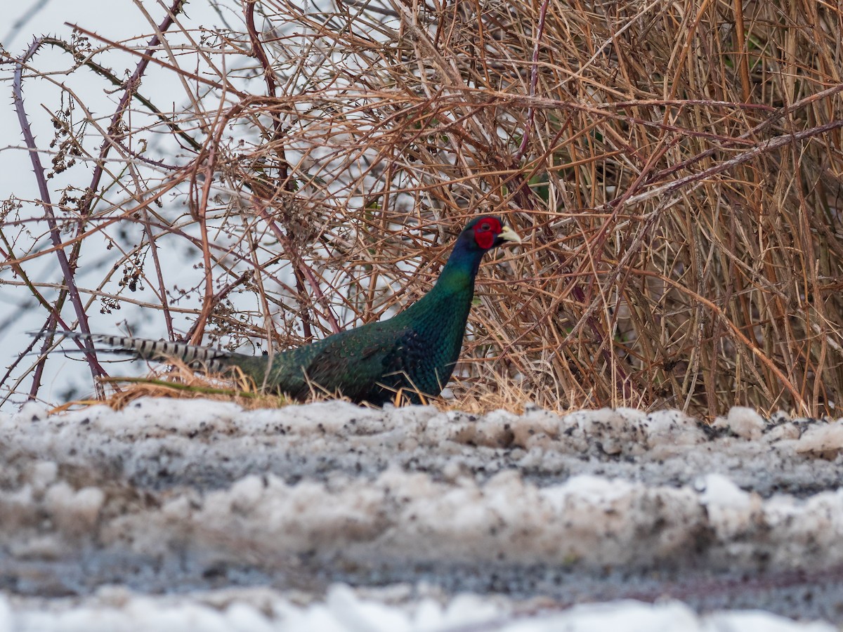 eBird Checklist - 18 Jan 2020 - Samish Flats - 26 species (+1 other taxa)