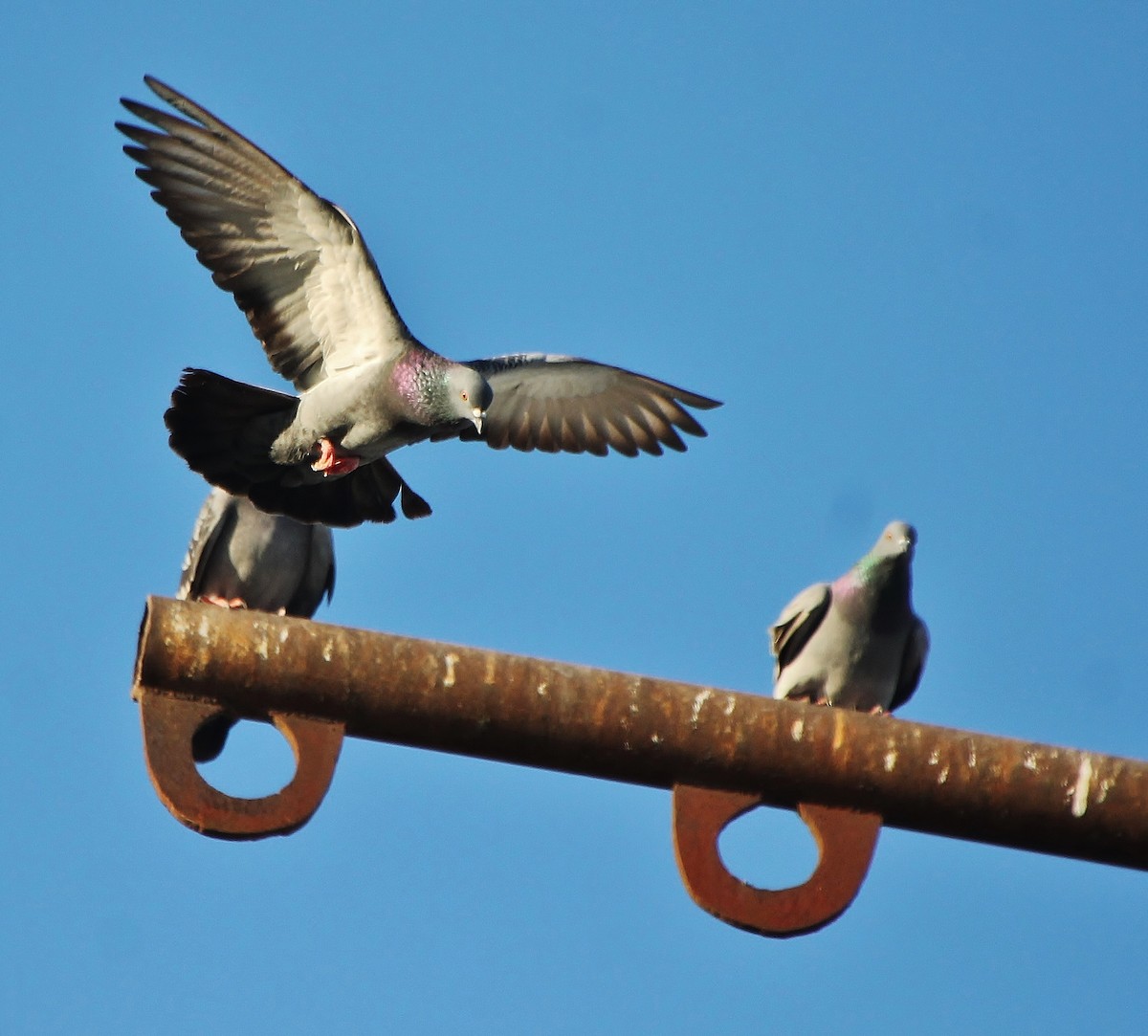 eBird Checklist - 19 Jan 2020 - Uvalde County-Knippa Farmlands CR101 ...