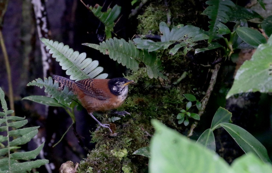 Bay Wren (Central American) - eBird