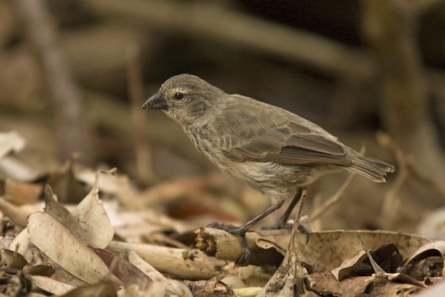 Mangrove Finch