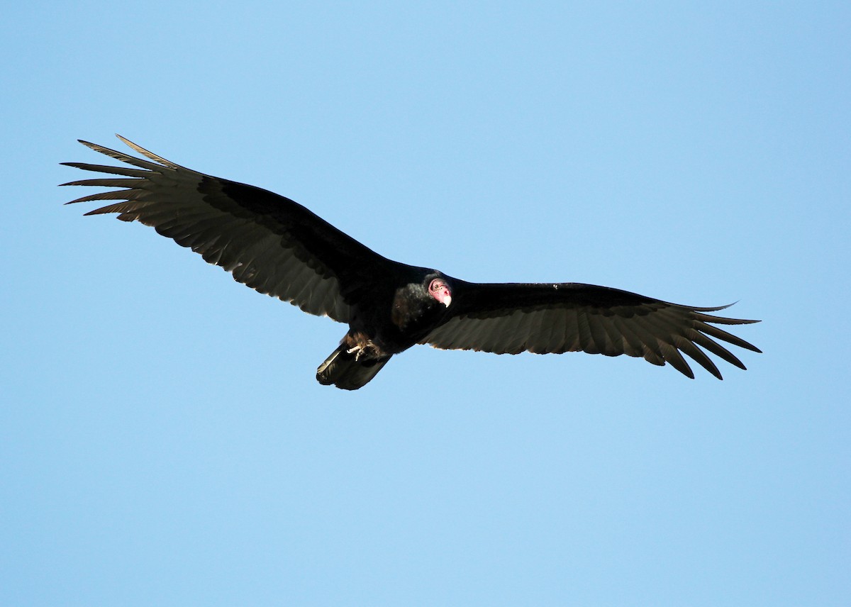 eBird Checklist - 20 Jan 2020 - Granger Lake Area (HOTE 031) - 65 ...