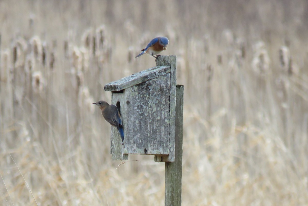 eBird Checklist - 11 Jan 2020 - Dunback Meadow - 18 species