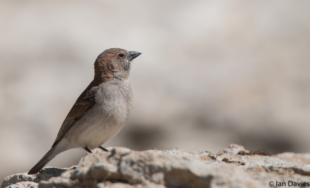 Sahel Bush Sparrow - Gymnoris dentata - Birds of the World