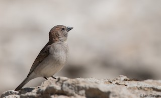 Sahel Bush Sparrow - Gymnoris dentata - Birds of the World