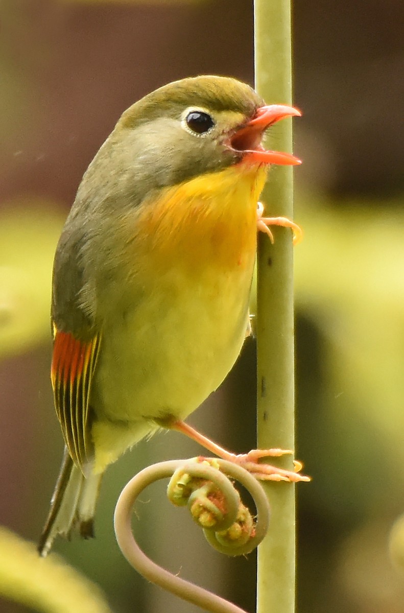 eBird Checklist - 4 Aug 2015 - Hakalau Forest NWR--Pua Akala Tract ...