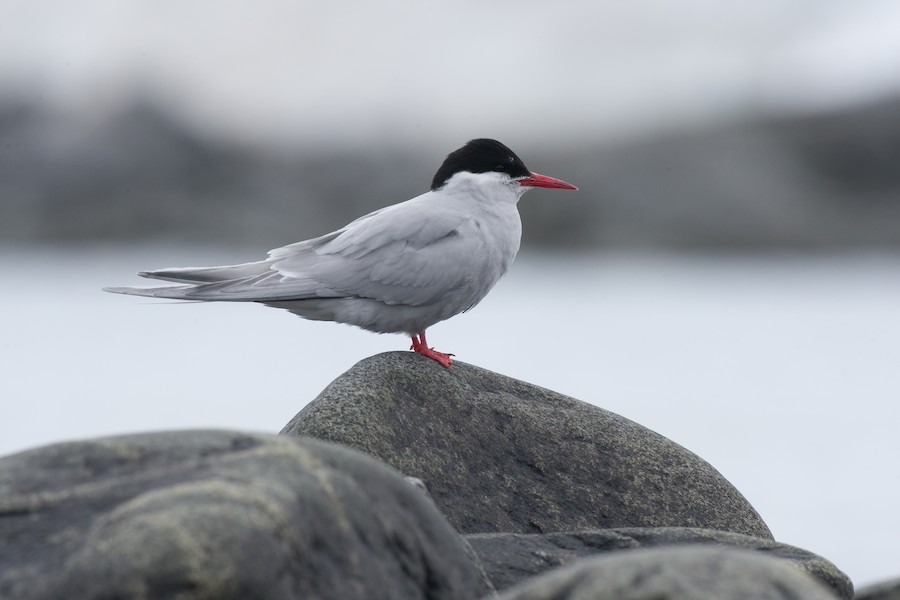 Antarctic Tern (Antarctic) - eBird
