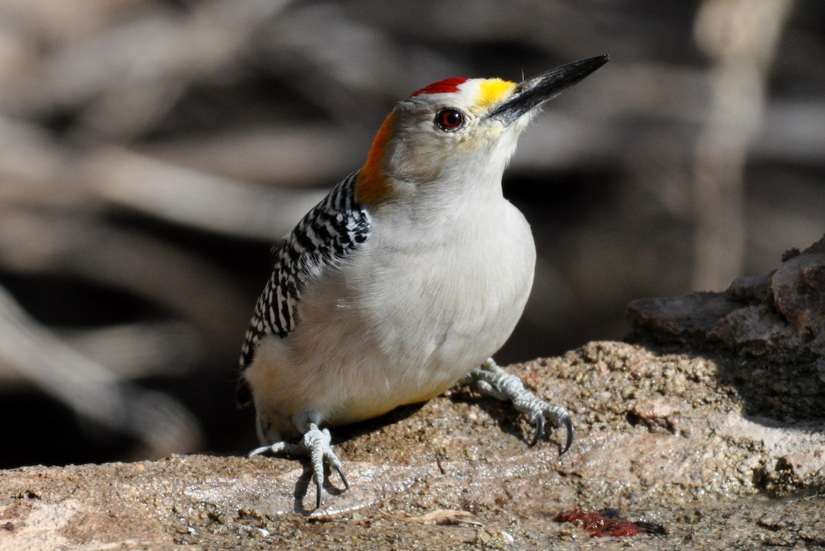 eBird Checklist - 20 Jan 2020 - Palo Duro Canyon SP--Trading Post Bird ...