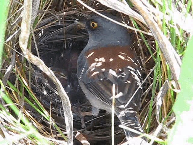 eBird Checklist - 14 Jun 2009 - Chiricahua Mountains - 1 species