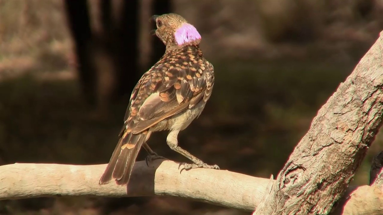 ML200897951 - Spotted Bowerbird - Macaulay Library