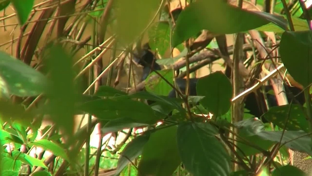 eBird Checklist - 30 Apr 2017 - Danum Valley Field Centre (DVFC) - 5 ...