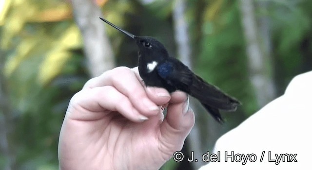 Black Inca Hummingbird