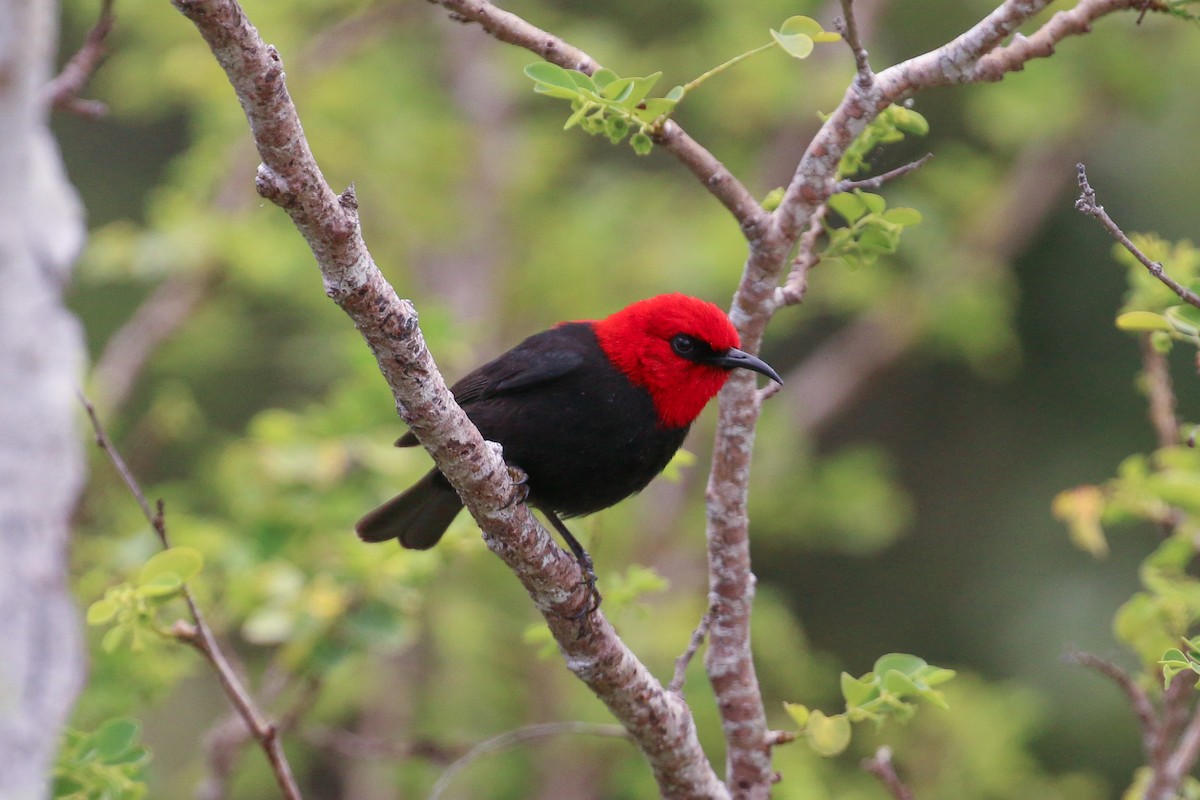 Cardinal Myzomela - Myzomela cardinalis - Birds of the World