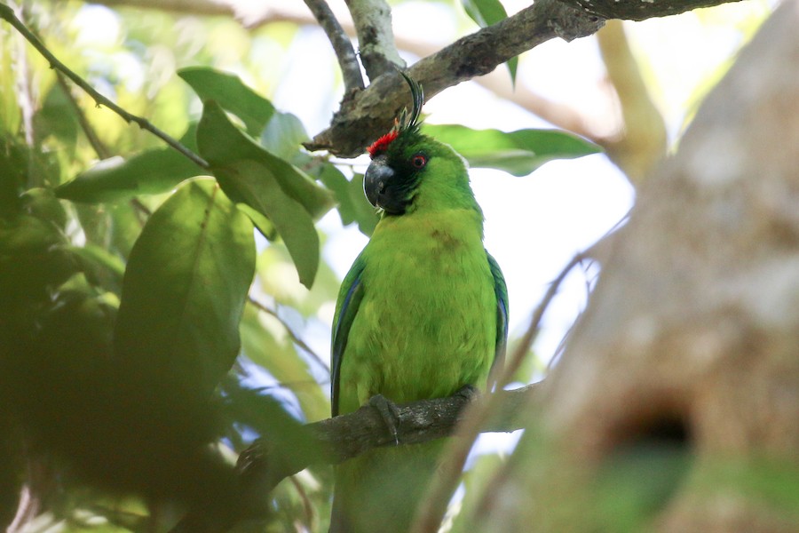 Ouvea Parakeet - eBird