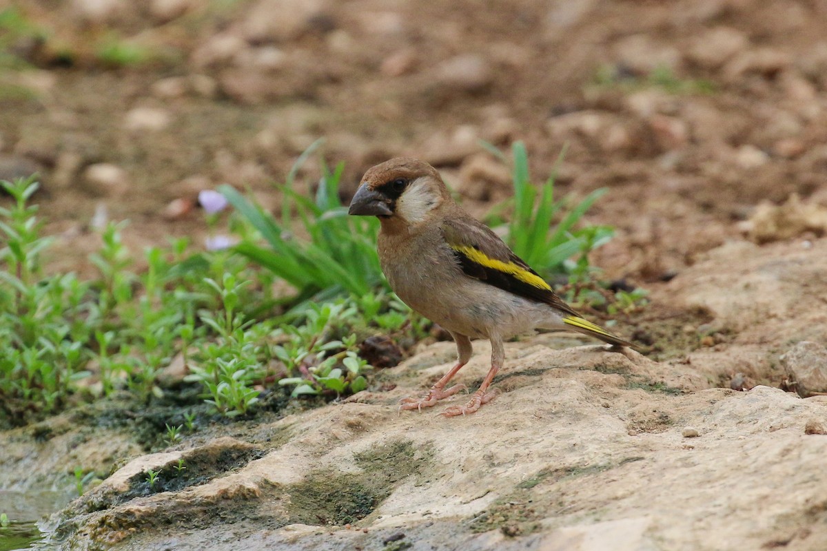Arabian Grosbeak - Rhynchostruthus percivali - Birds of the World