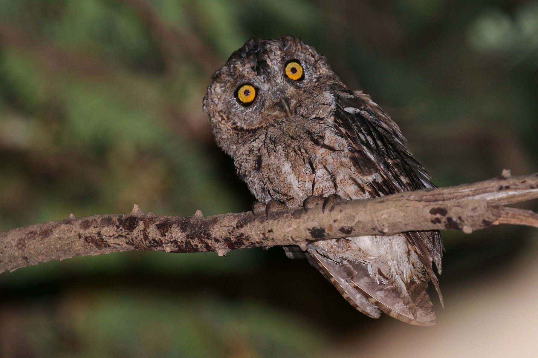 Arabian Scops-Owl - eBird