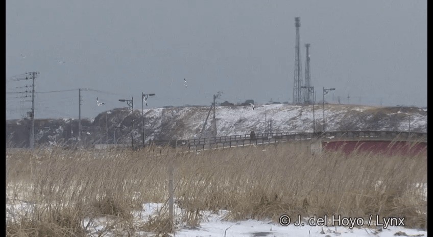 ML201381441 - Snow Bunting - Macaulay Library
