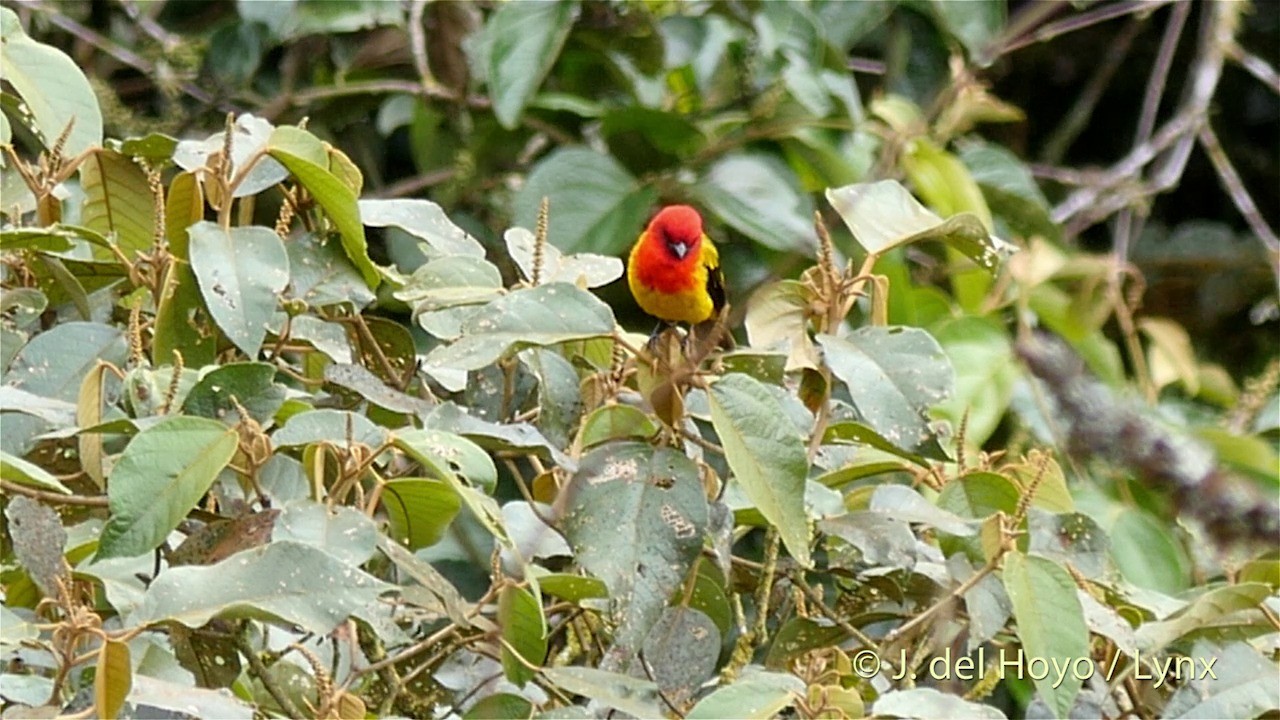 ML201400271 Red-hooded Tanager Macaulay Library