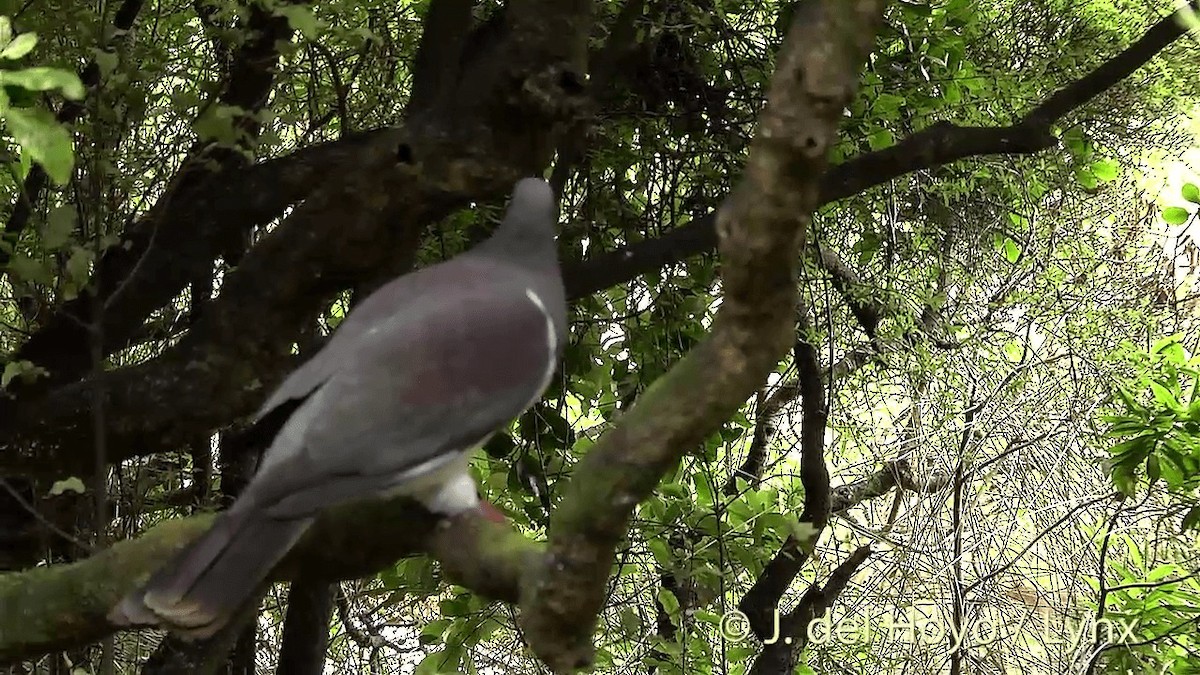 eBird Checklist - 29 Jan 2013 - Codfish Island/Whenua Hou (General ...