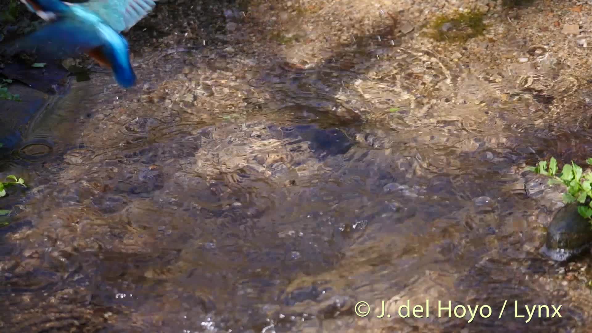 ML201494131 - Common Kingfisher (Common) - Macaulay Library