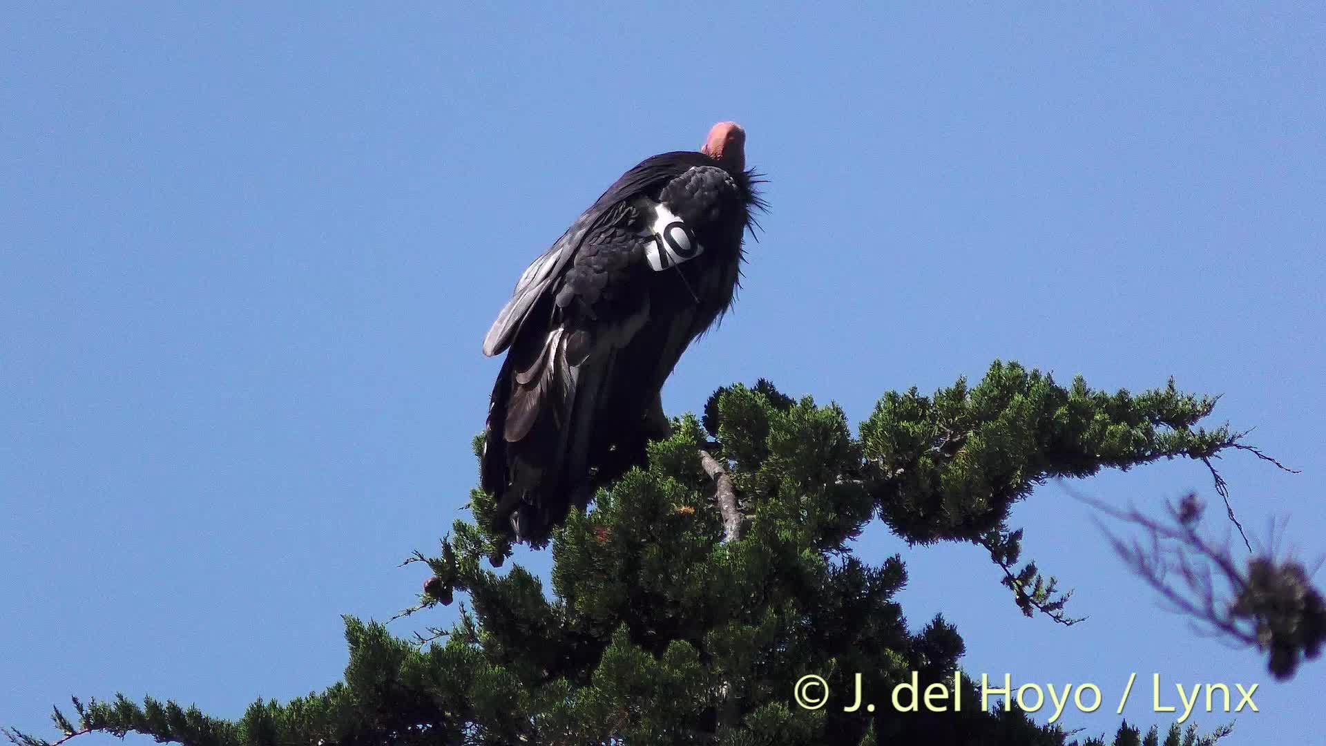 ML201497451 - California Condor - Macaulay Library