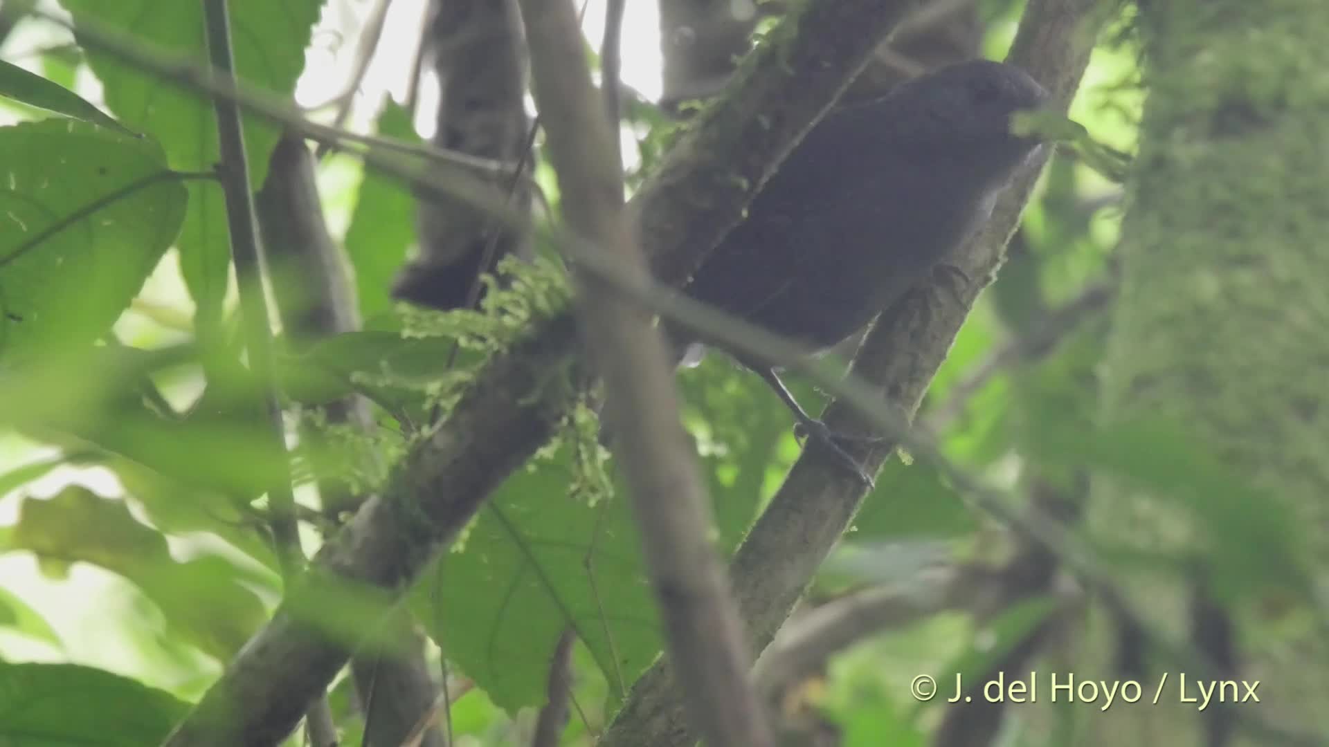 ML201522071 Dusky Antbird (tyrannina/crepera) Macaulay Library