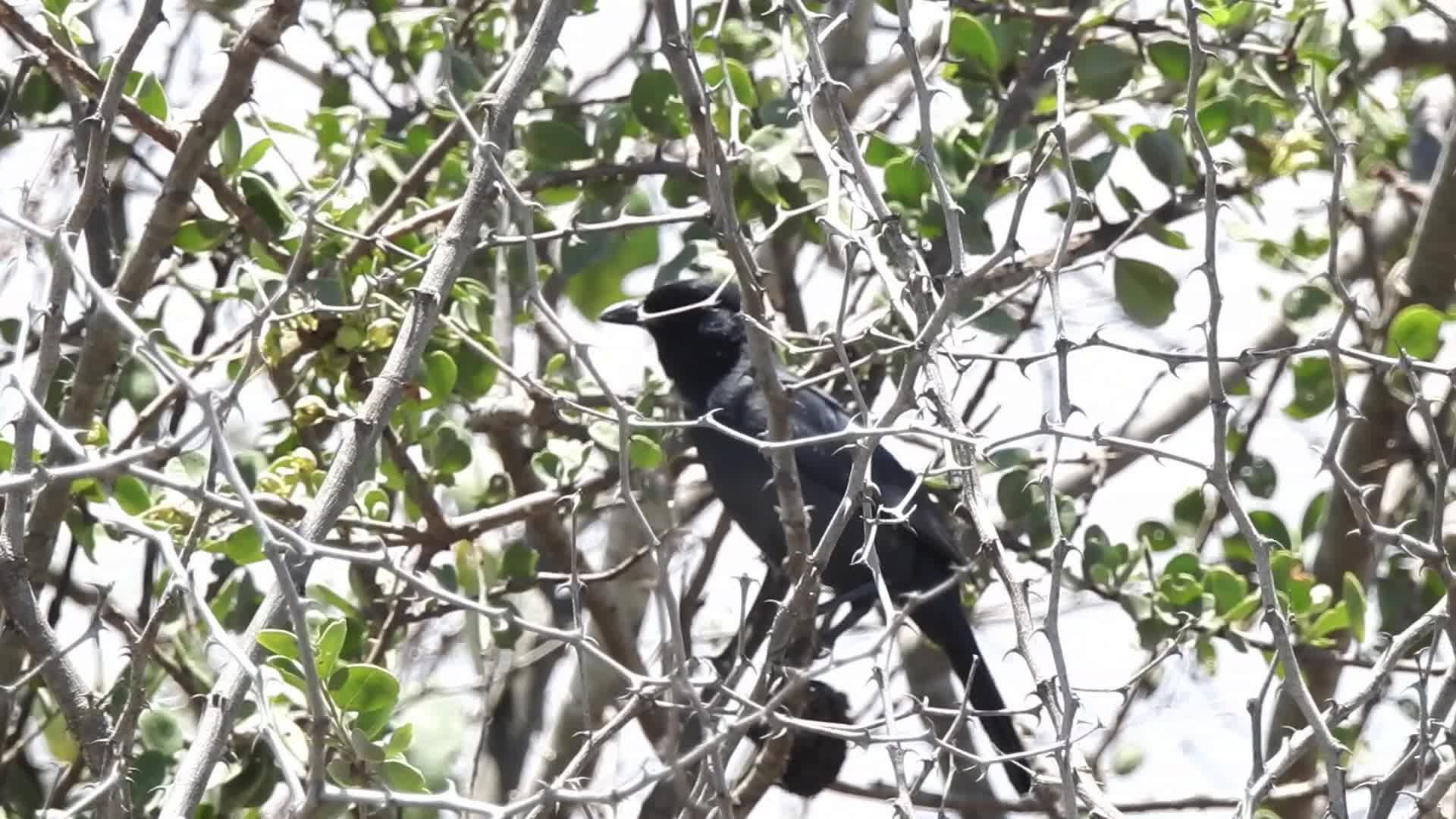 ML201615731 Fülleborn's Boubou (Usambara) Macaulay Library