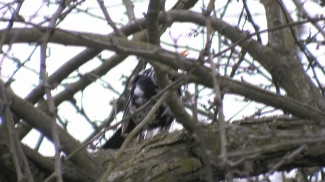 eBird Checklist - 1 May 2009 - London (51.5017, -0.127) - 1 species