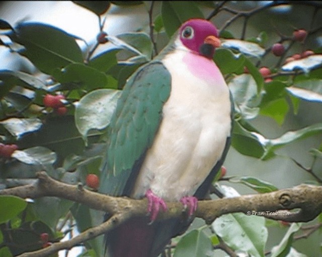 Jambu In The Tropical Rainforest Video Jambu Fruit Dove Ptilinopus