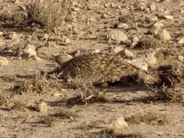 eBird Checklist - 10 Mar 2009 - Emirates Center for Wildlife ...