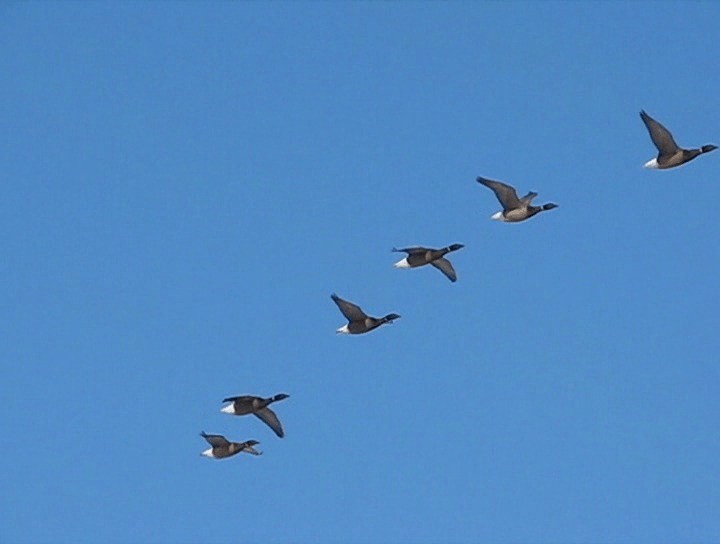 eBird Checklist - 10 Jul 2008 - Pyasina Delta - 10 species