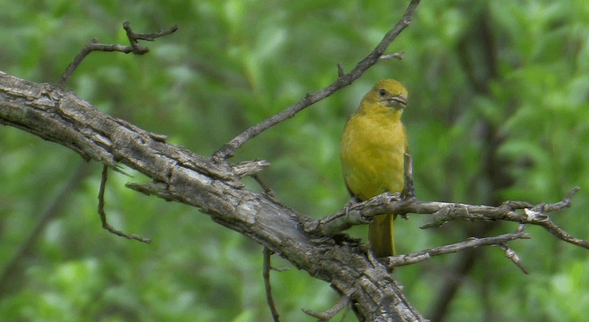 eBird Checklist - 17 Aug 2008 - Sycamore Canyon (Pajarito Mountains ...