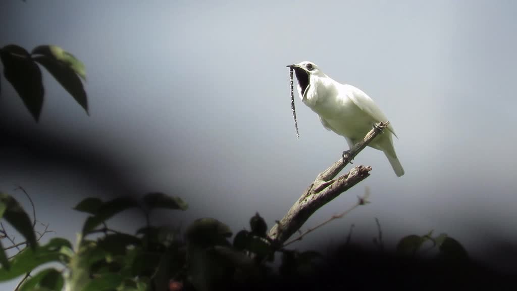 ML201769741 - White Bellbird - Macaulay Library