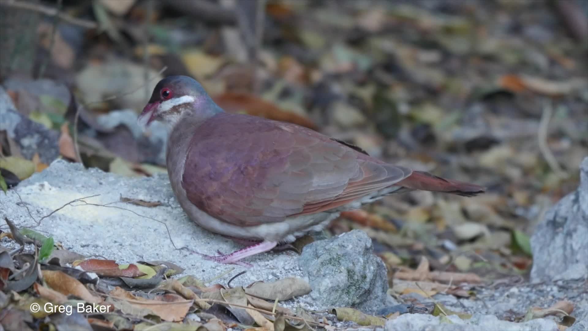 ML201804741 - Key West Quail-Dove - Macaulay Library