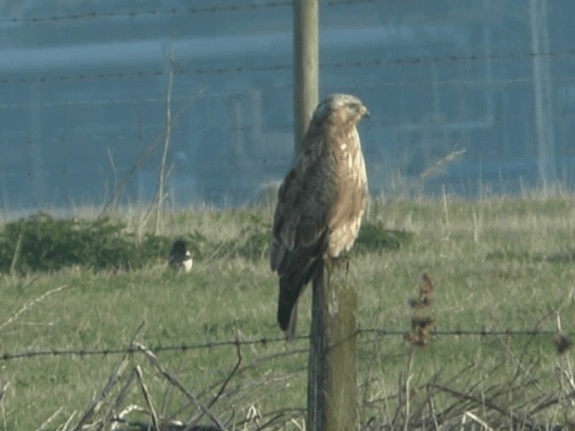 eBird Checklist - 2 Jan 2004 - Gwynedd County - 1 species