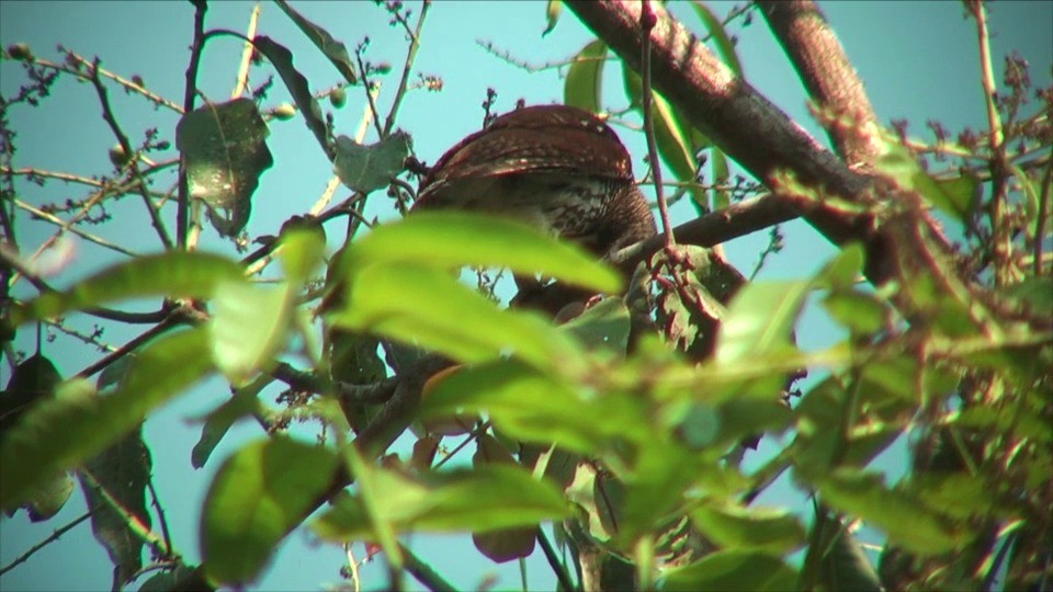 eBird Checklist - 7 Feb 2014 - Kitulgala (General) - 3 species