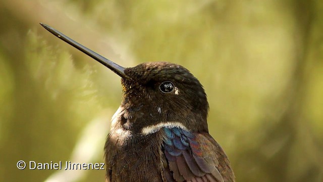 Black Inca Hummingbird