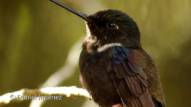 Black Inca Hummingbird
