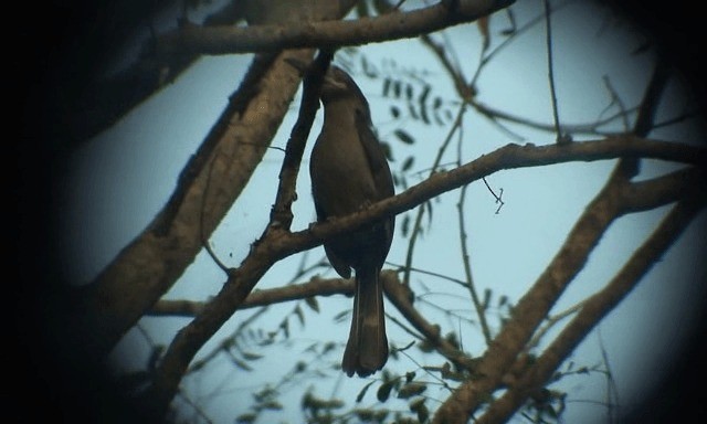 Luzon Hornbill - Penelopides manillae - Media Search - Macaulay Library ...