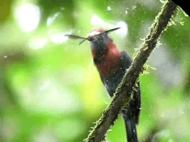 eBird Checklist - 16 Jul 2010 - Arenal region (10.4696, -84.6902) - 3 ...