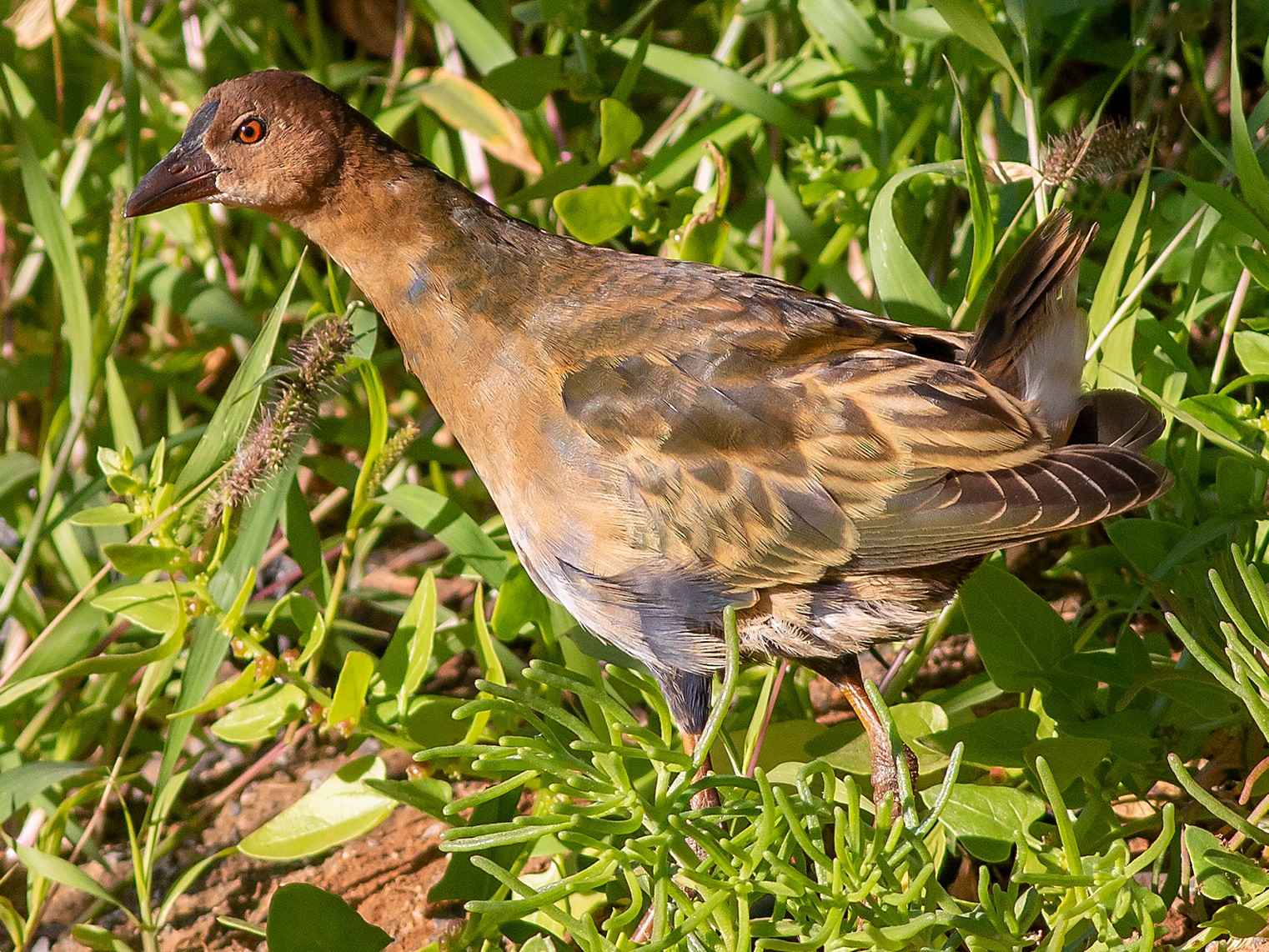 Allen's Gallinule - eBird