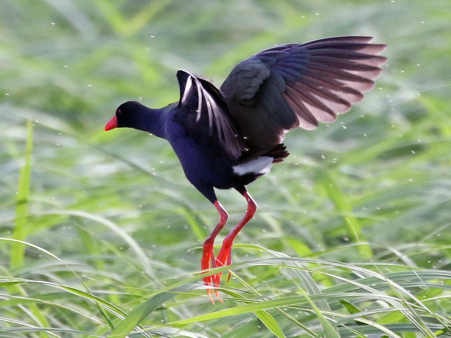 Allen's Gallinule - eBird