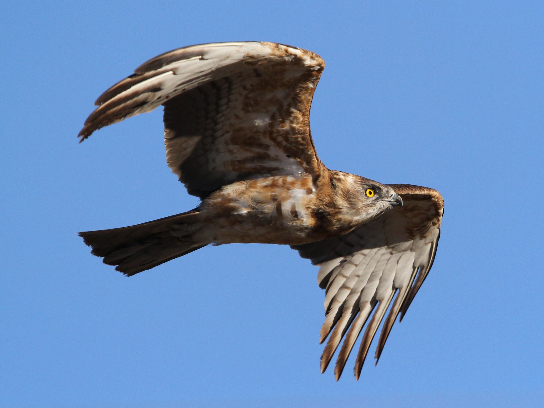 Black-chested Snake-Eagle - eBird