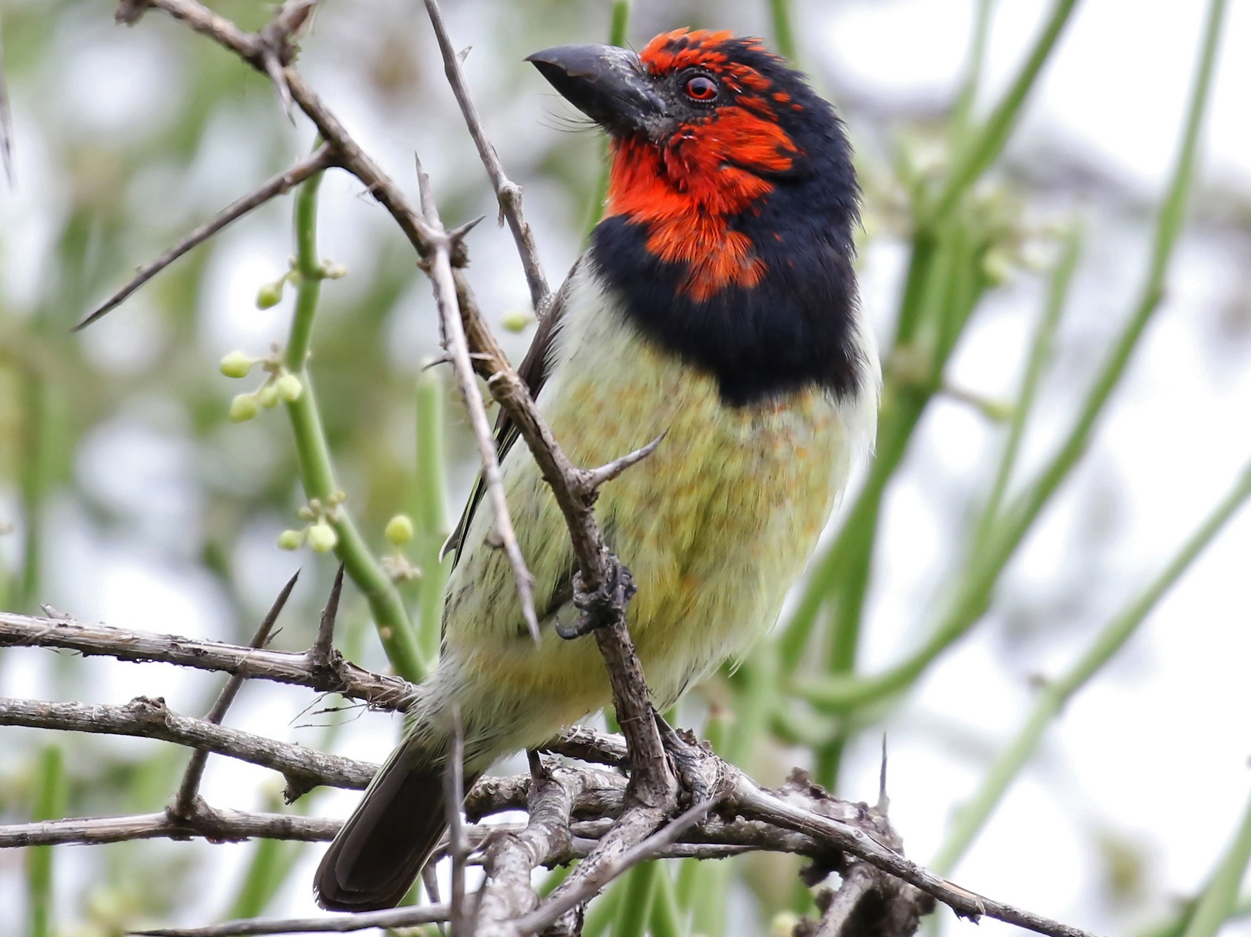 Black-collared Barbet - eBird