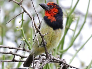 Black-collared Barbet - eBird
